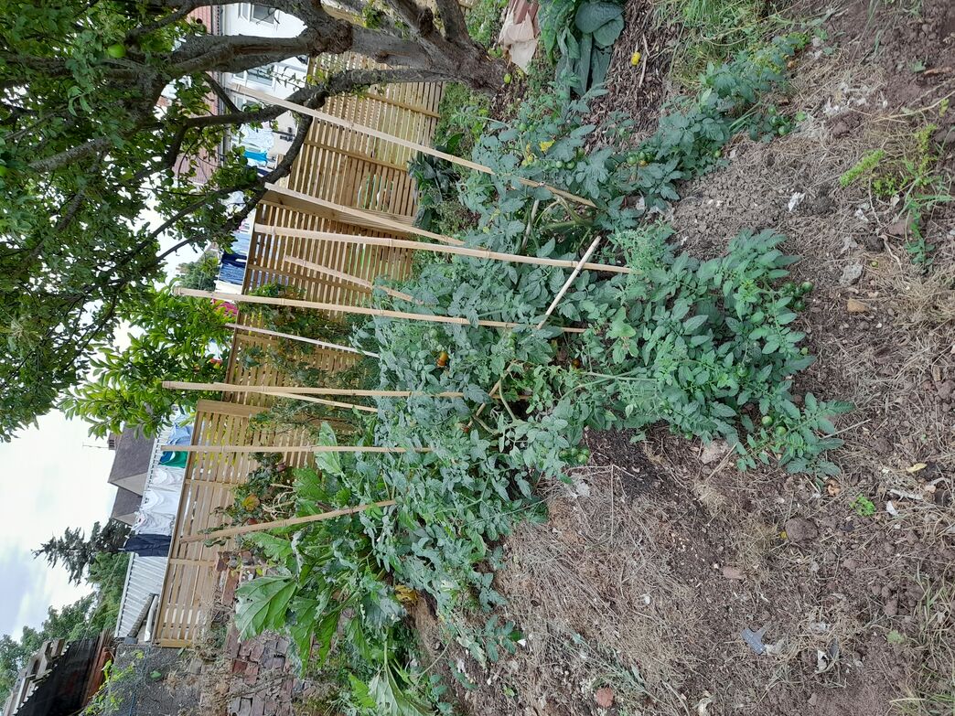Case study Wildlife Gardening Team Wilder, Tom Willmott, BS3 | Avon ...