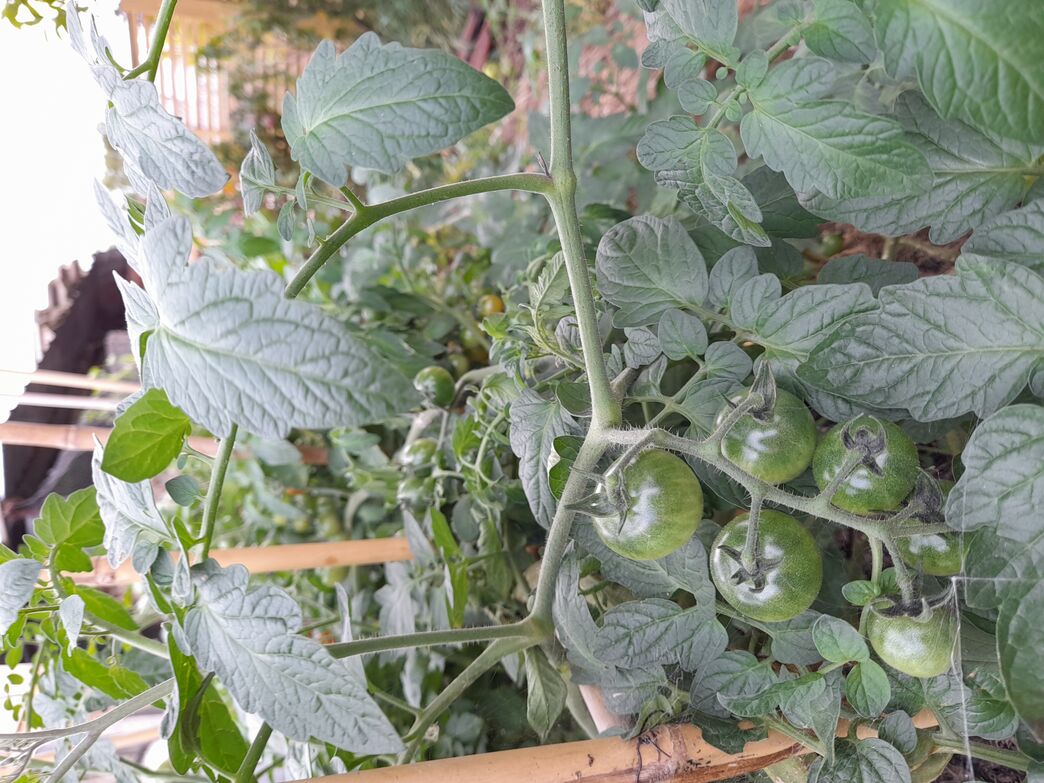 Case study Wildlife Gardening Team Wilder, Tom Willmott, BS3 | Avon ...