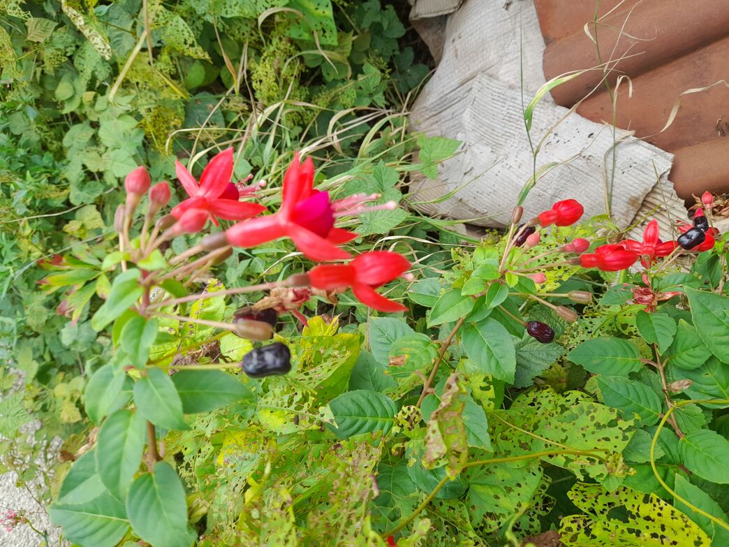 Case study Wildlife Gardening Team Wilder, Tom Willmott, BS3 | Avon ...