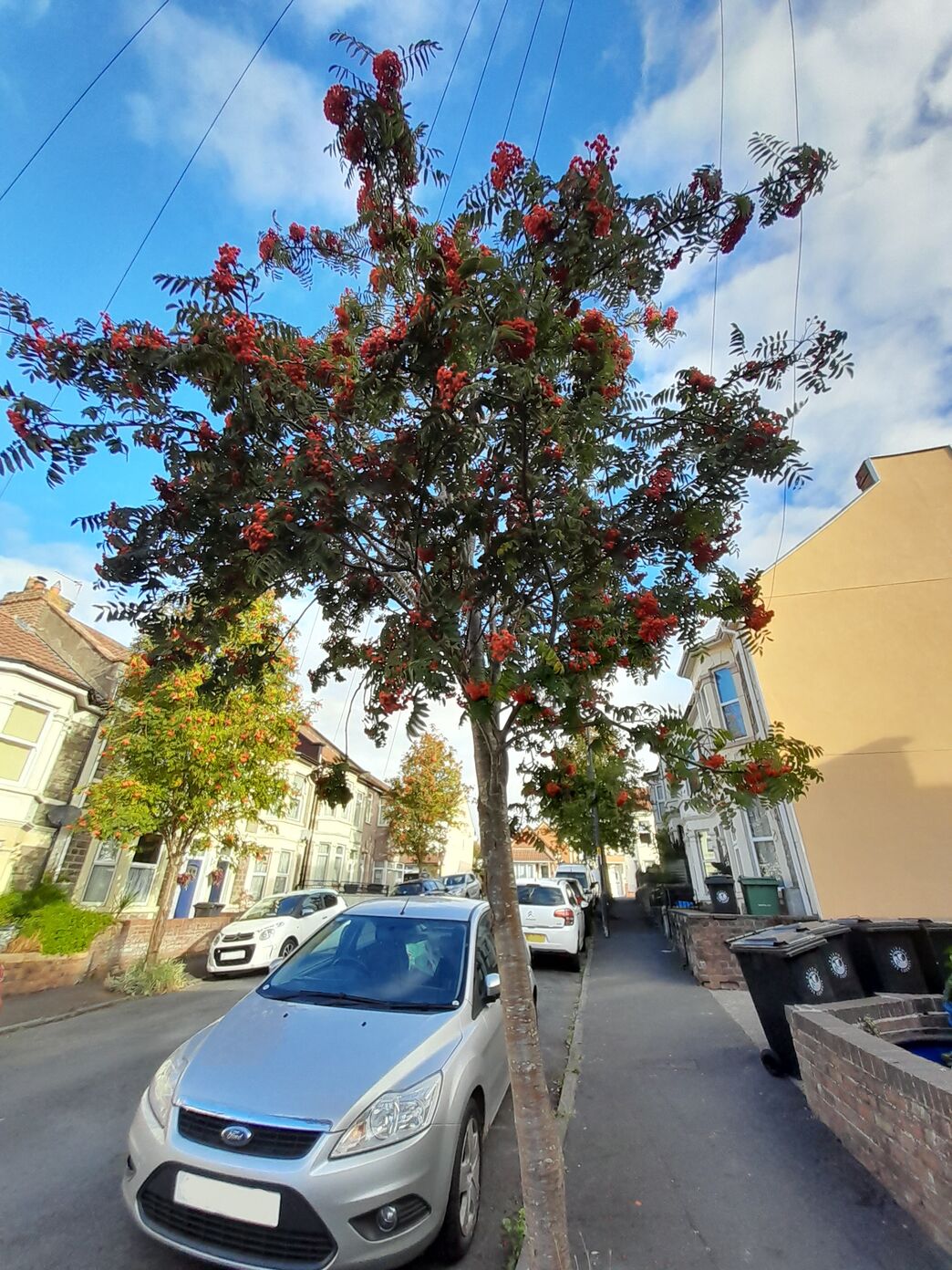 Team Wilder BS5 Garden St George in Bloom | Avon Wildlife Trust