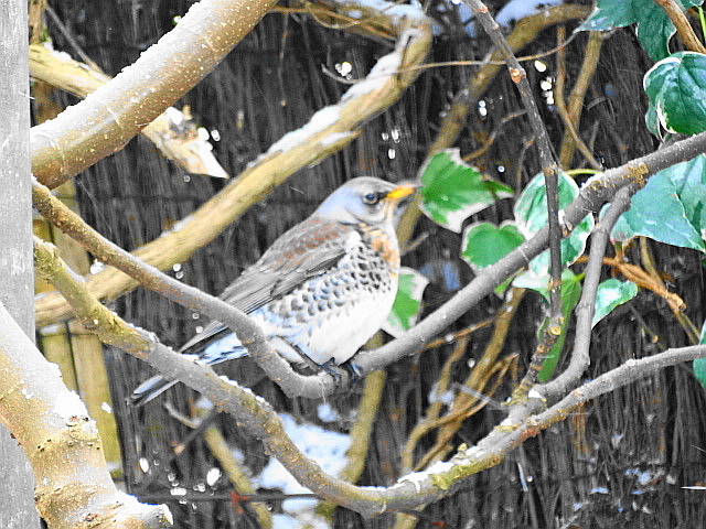 What is a Community Nature Reserve?