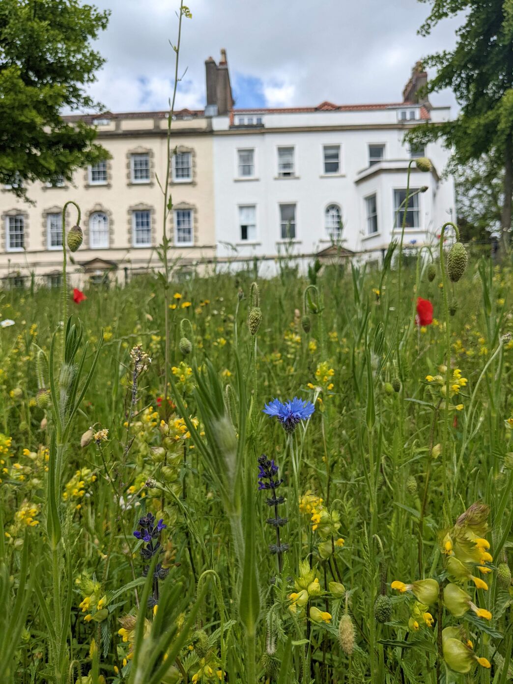 Team Wilder Community Wildflower Meadows | Avon Wildlife Trust