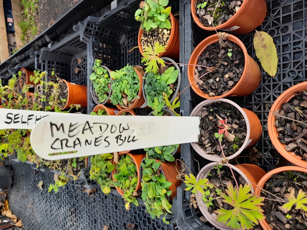 Team Wilder Wildflowers in Partial Shade | Avon Wildlife Trust