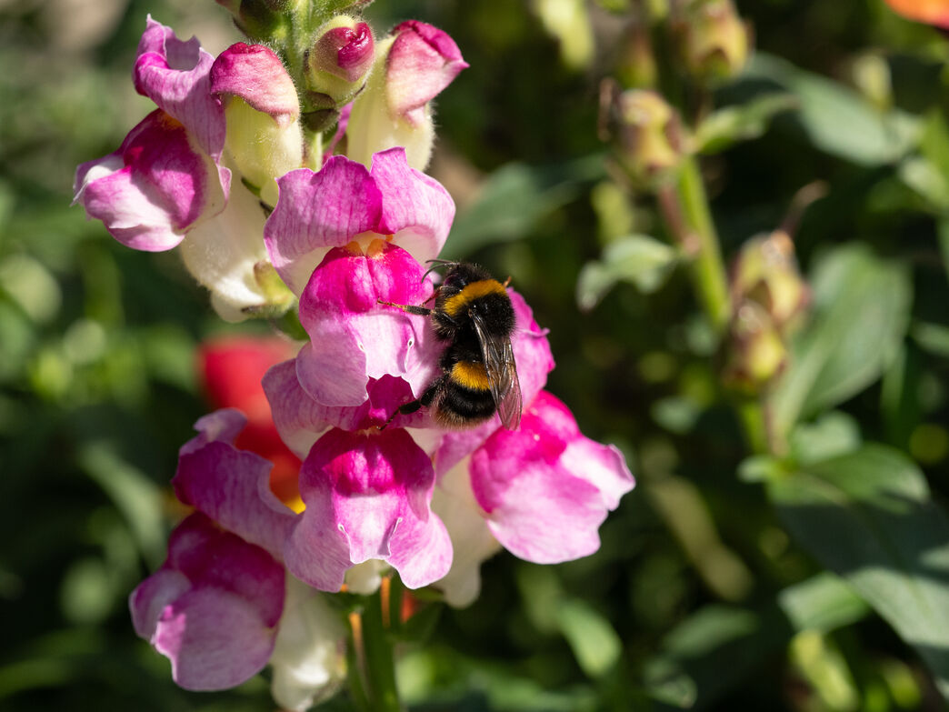 Team Wilder food growing Kerry Rogers' allotment plot in Bath | Avon ...