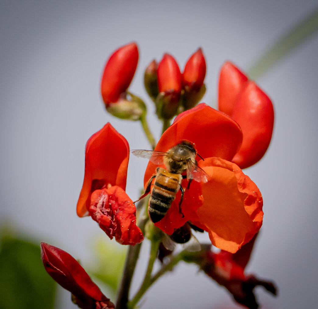 Team Wilder food growing Rebecca Scutt's garden in Bath | Avon Wildlife ...