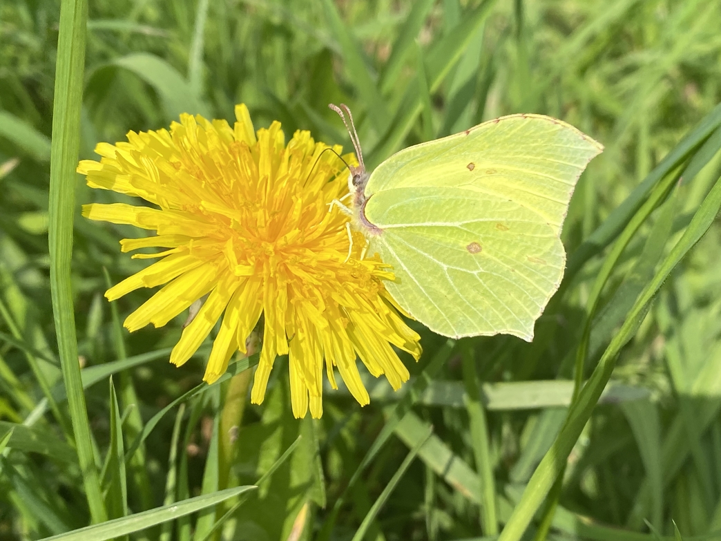Dundry Slopes | Avon Wildlife Trust