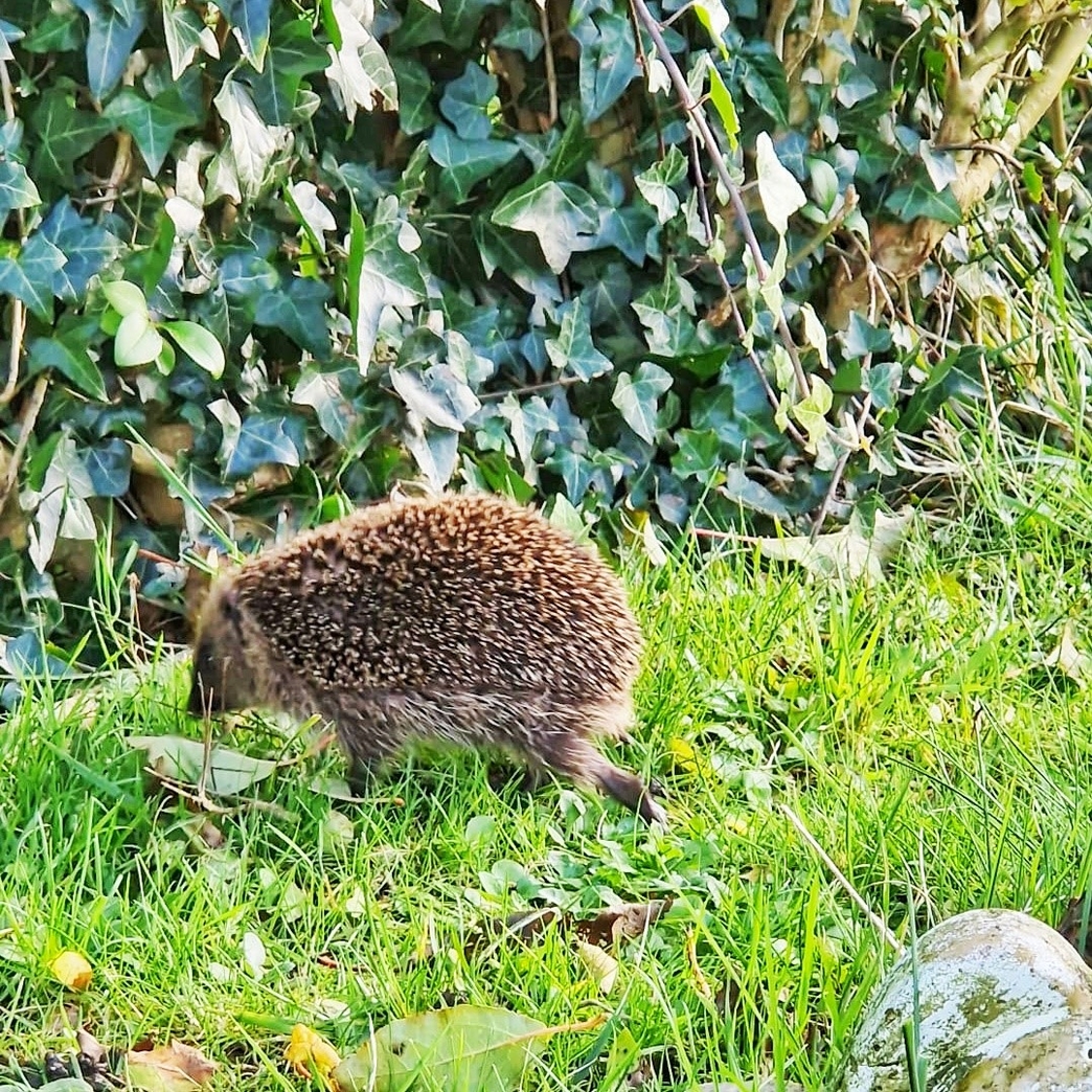 Team Wilder hedgehogs | Avon Wildlife Trust