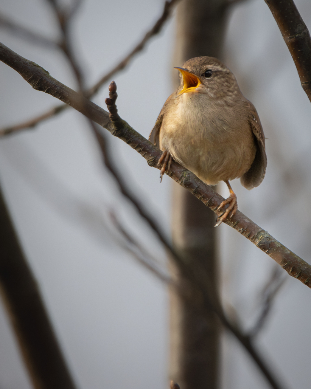 Launching the Warmley Nature Action Zone! | Avon Wildlife Trust