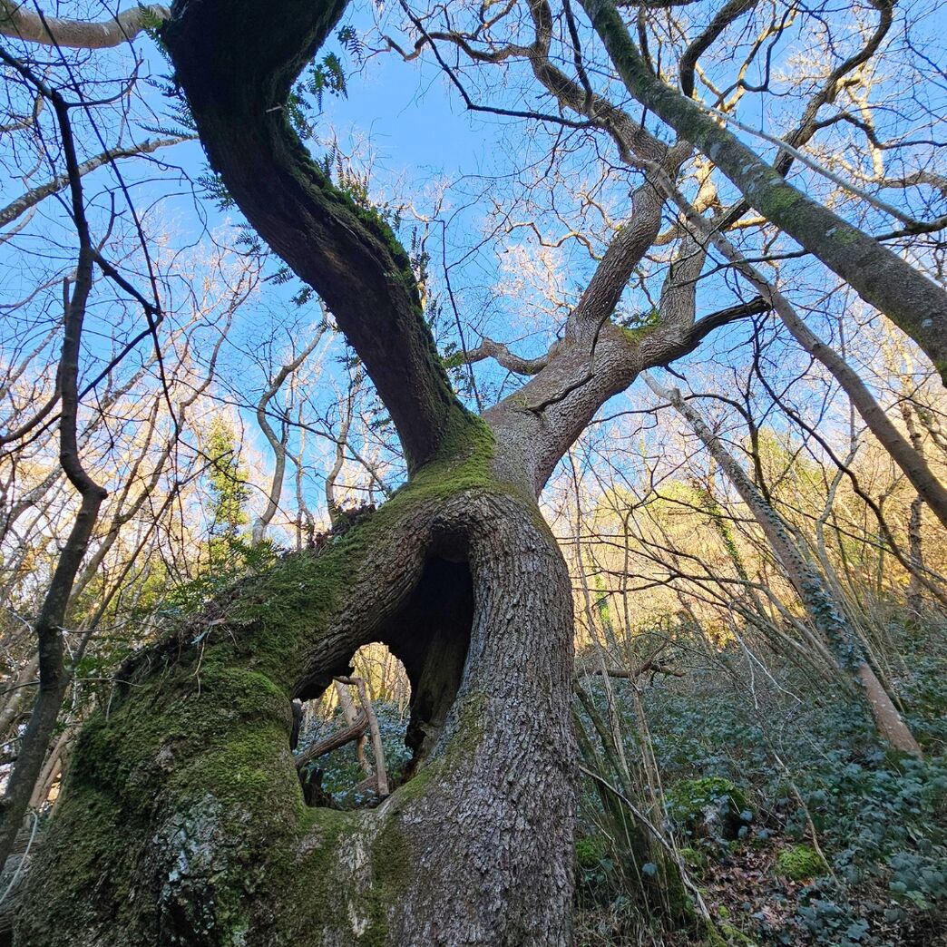 Wilder Woodlands | Avon Wildlife Trust
