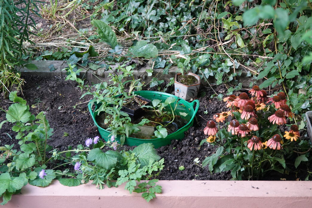 Team Wilder Mini ponds resource | Avon Wildlife Trust