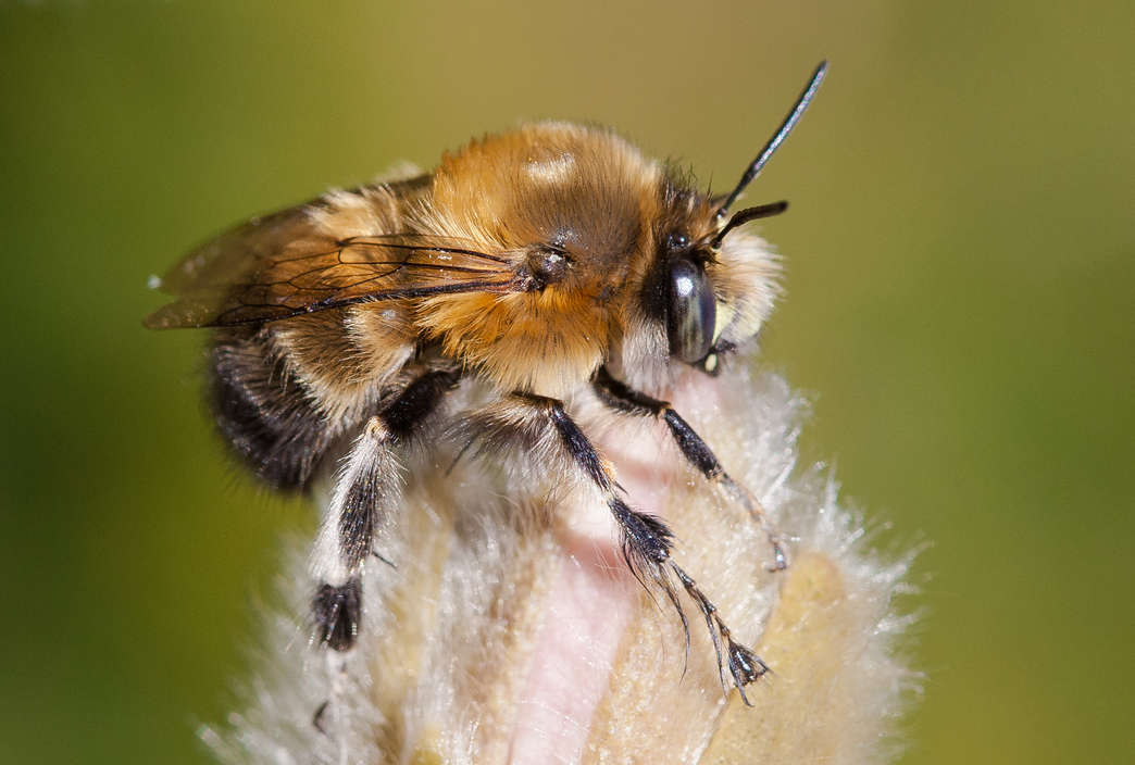 Hurrah for the hairy-footed flower bee! | Avon Wildlife Trust