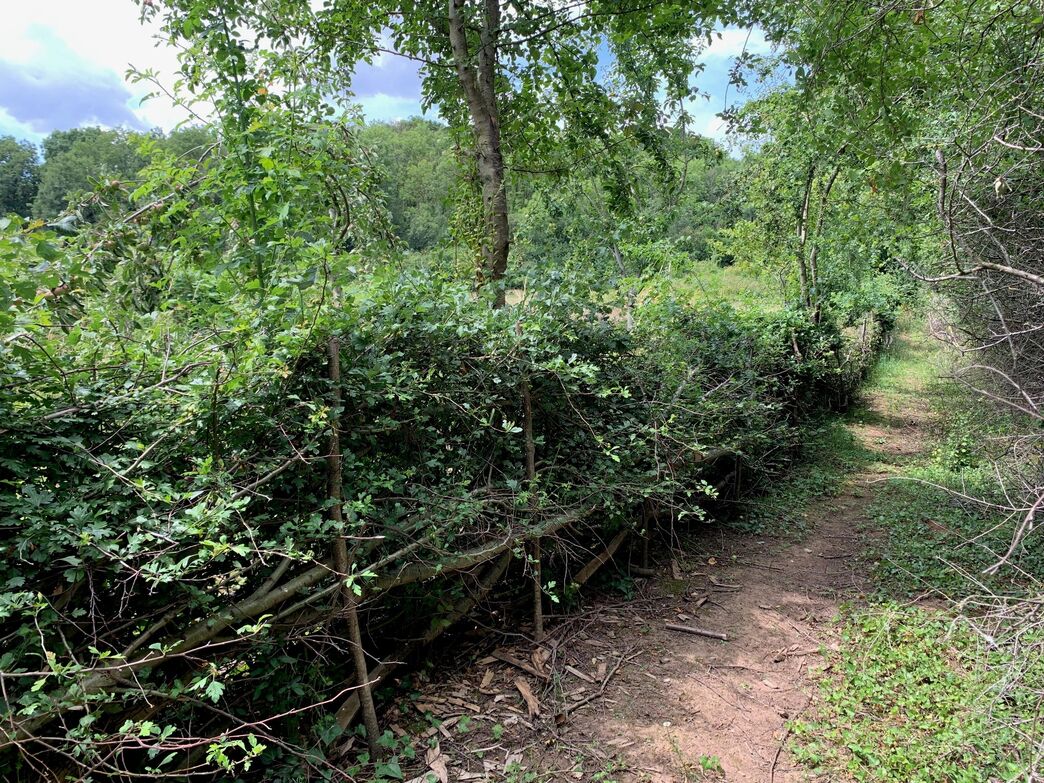 Hedgelaying | Avon Wildlife Trust