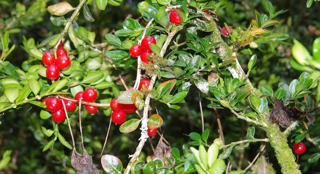 Wildlife Gardening Team Wilder | Avon Wildlife Trust