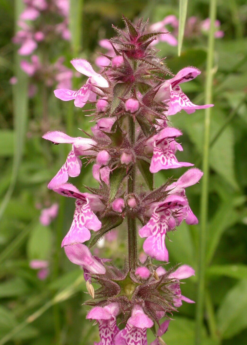 Team Wilder Bog Gardens | Avon Wildlife Trust