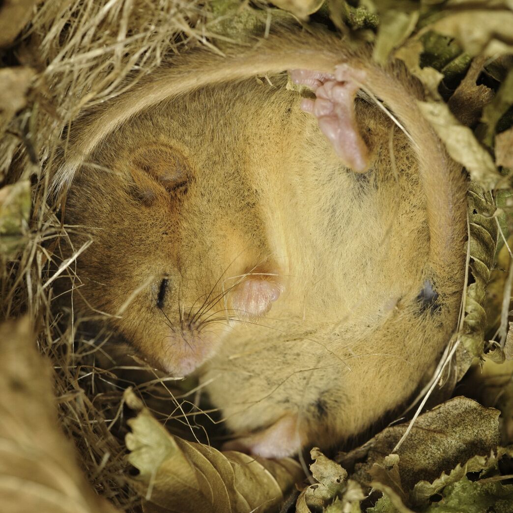 Nature Recovery Fund | Avon Wildlife Trust