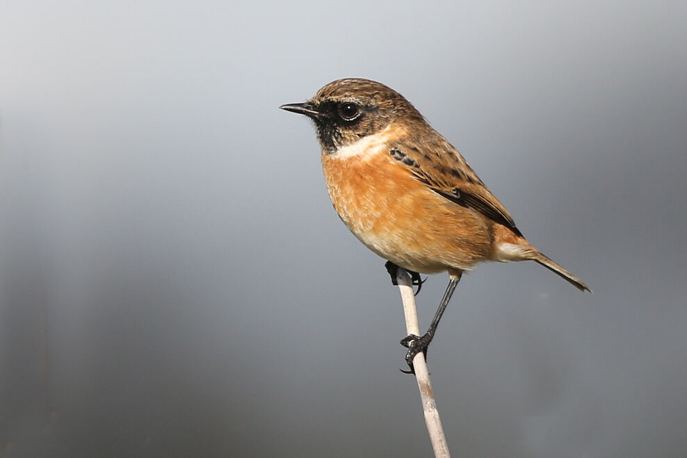 Winter robins | Avon Wildlife Trust
