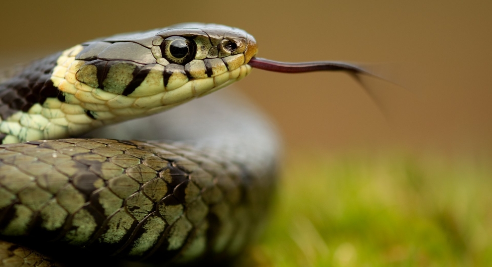 Identify UK snakes | Avon Wildlife Trust
