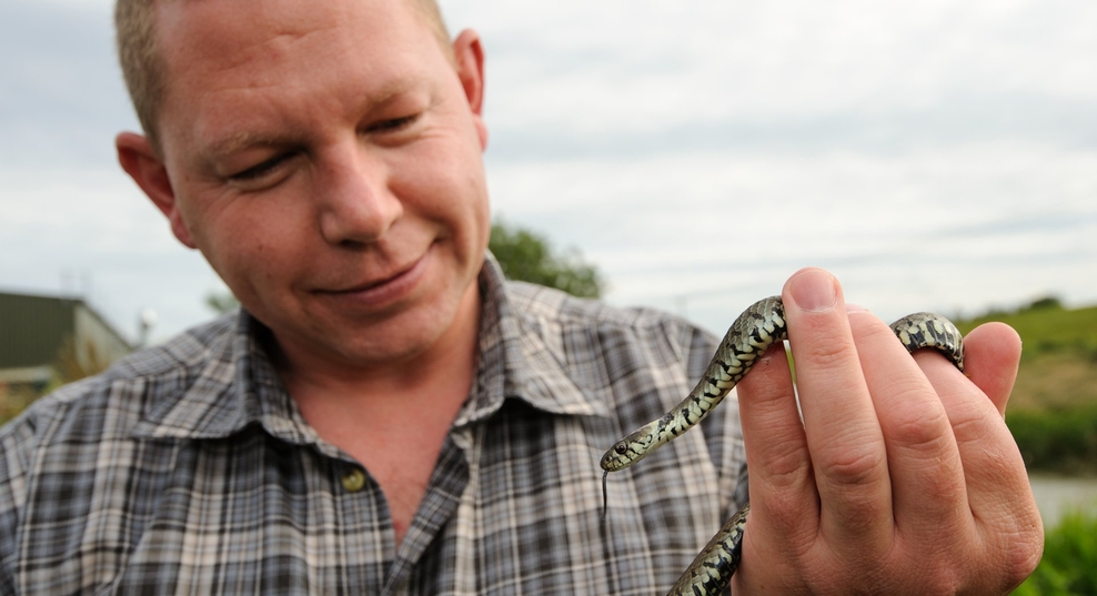 Identify UK snakes | Avon Wildlife Trust