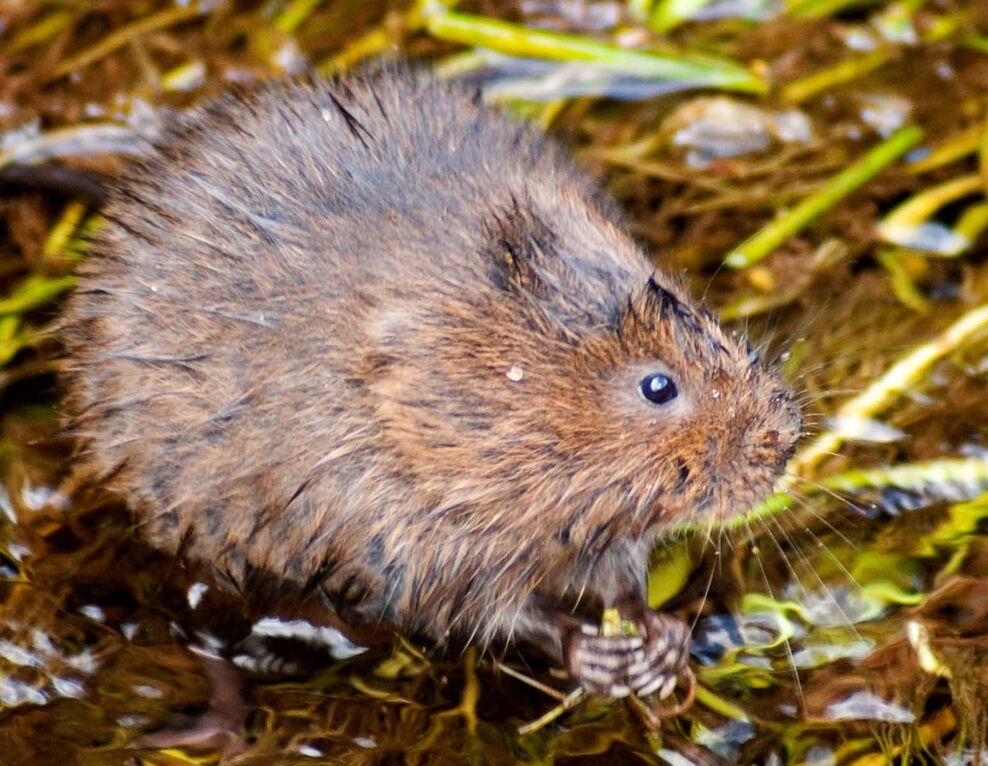 The Magic of the Water Vole | Avon Wildlife Trust