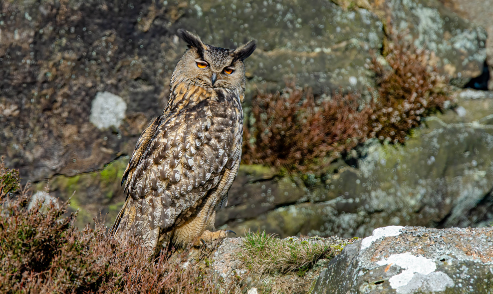How to identify owls | Avon Wildlife Trust
