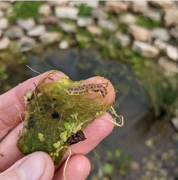 Ponds Team Wilder | Avon Wildlife Trust