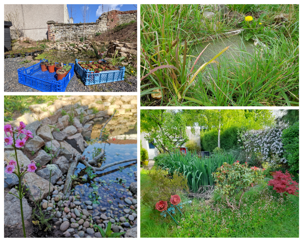 Ponds Team Wilder | Avon Wildlife Trust