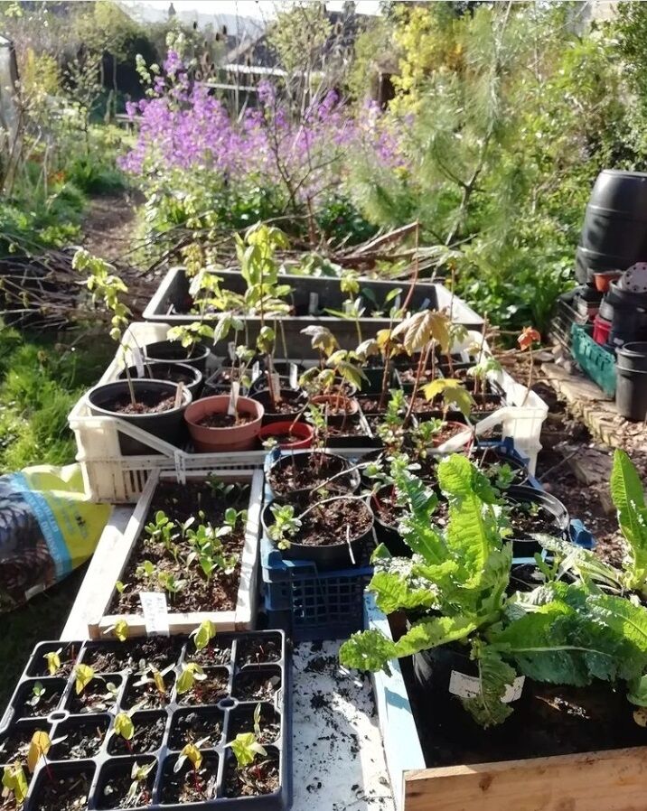 Case Study Blooming Whiteway Front Garden Awards | Avon Wildlife Trust