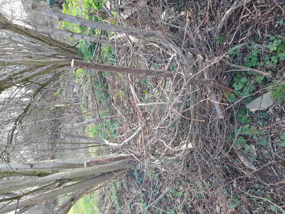 Natural Barriers Team Wilder | Avon Wildlife Trust