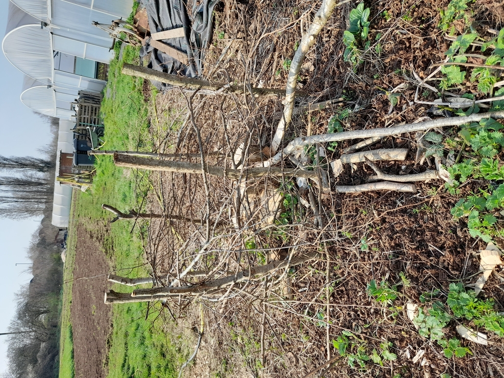 Natural Barriers Team Wilder | Avon Wildlife Trust