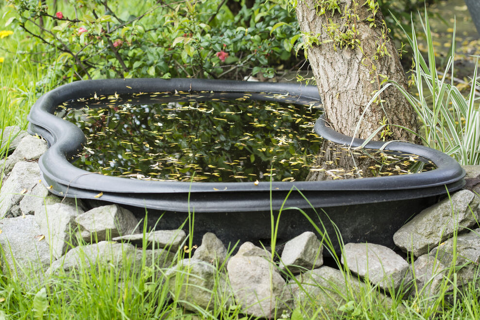 Ponds Team Wilder | Avon Wildlife Trust