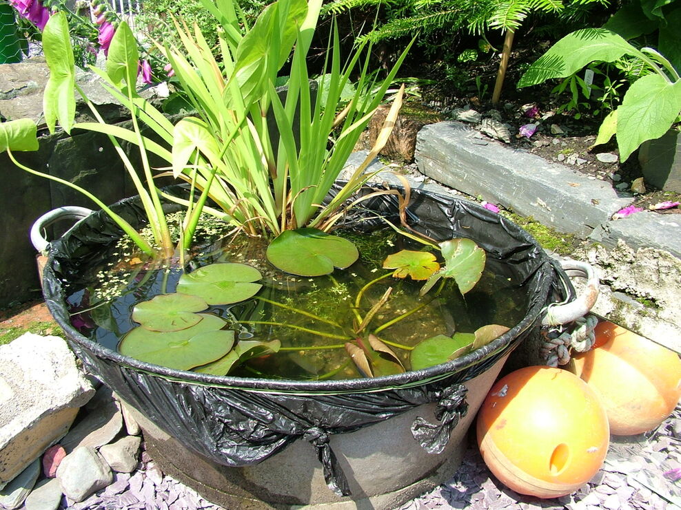Ponds Team Wilder | Avon Wildlife Trust