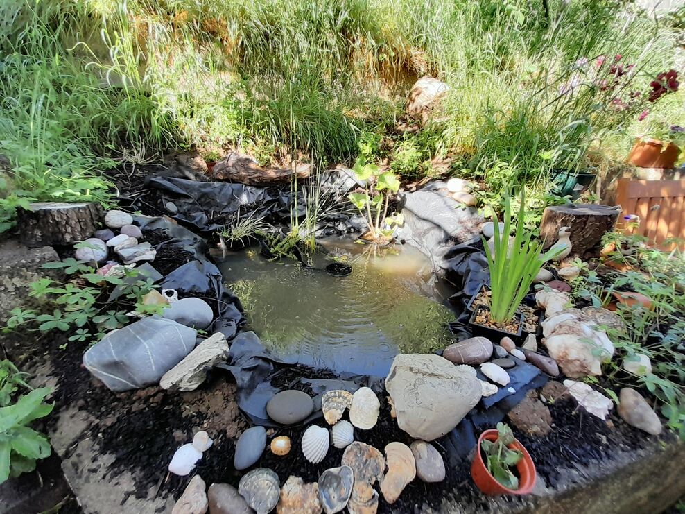 Ponds Team Wilder | Avon Wildlife Trust