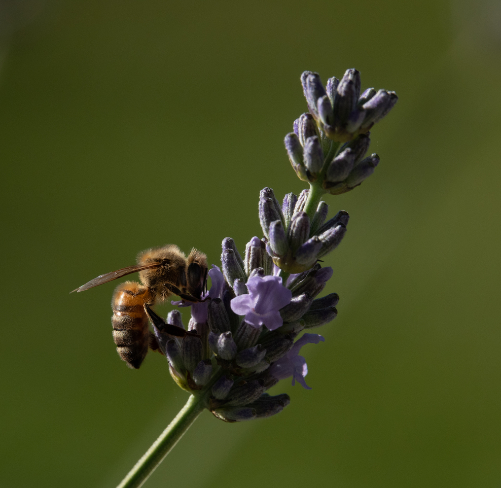Bee Team Wilder | Avon Wildlife Trust