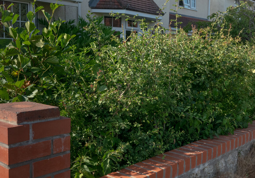 Natural Barriers Team Wilder | Avon Wildlife Trust
