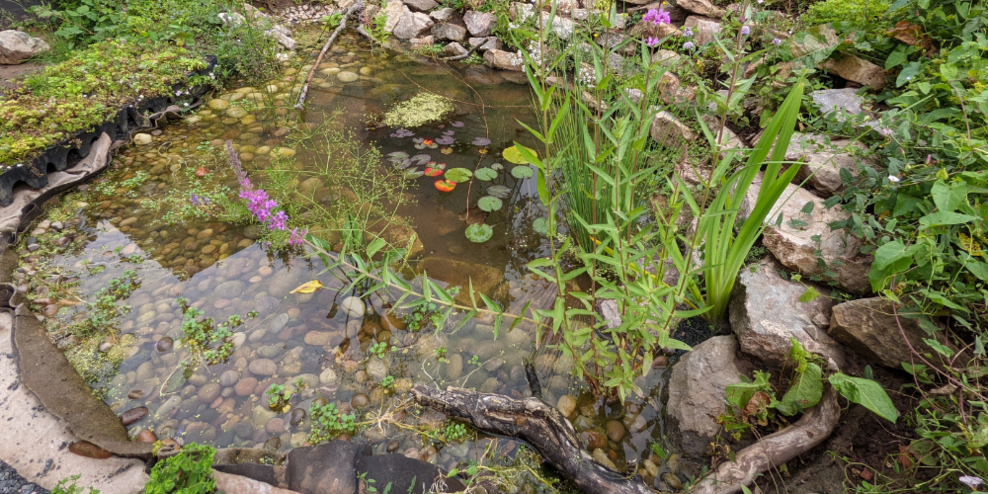 Be part of Team Wilder | Avon Wildlife Trust