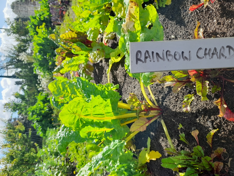 Case Study Redcatch Community Garden | Avon Wildlife Trust