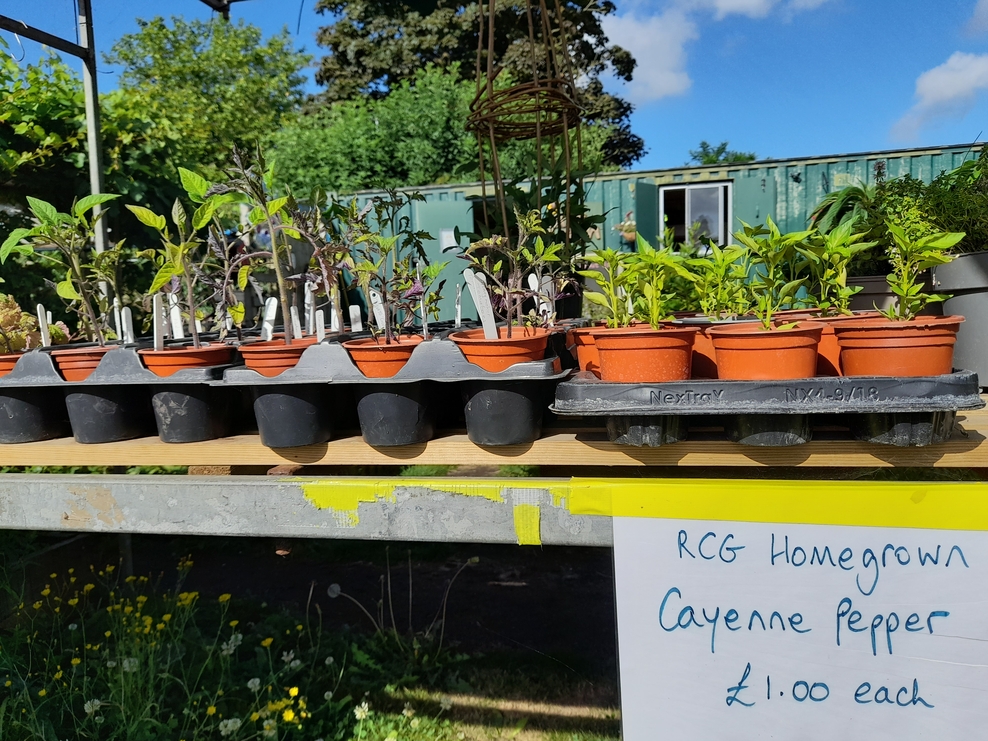 Case Study Redcatch Community Garden | Avon Wildlife Trust