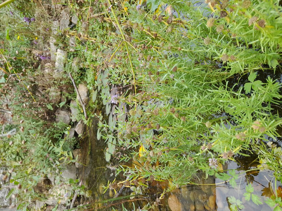 Case study Wildlife Gardening Team Wilder, Tom Willmott, BS3 | Avon ...