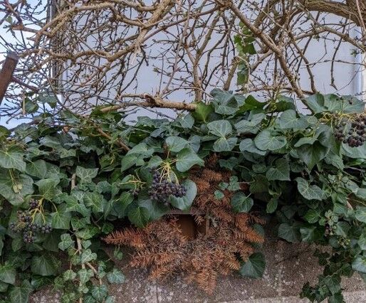 Case study Wildlife Gardening Team Wilder, Tom Willmott, BS3 | Avon ...