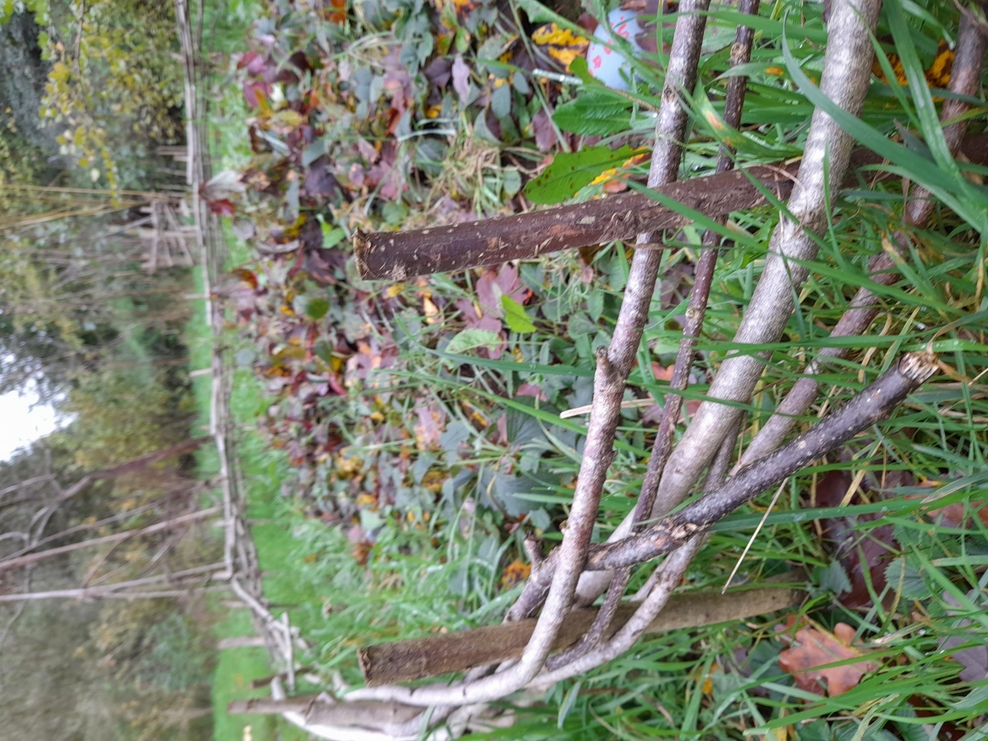 Natural Barriers Team Wilder | Avon Wildlife Trust