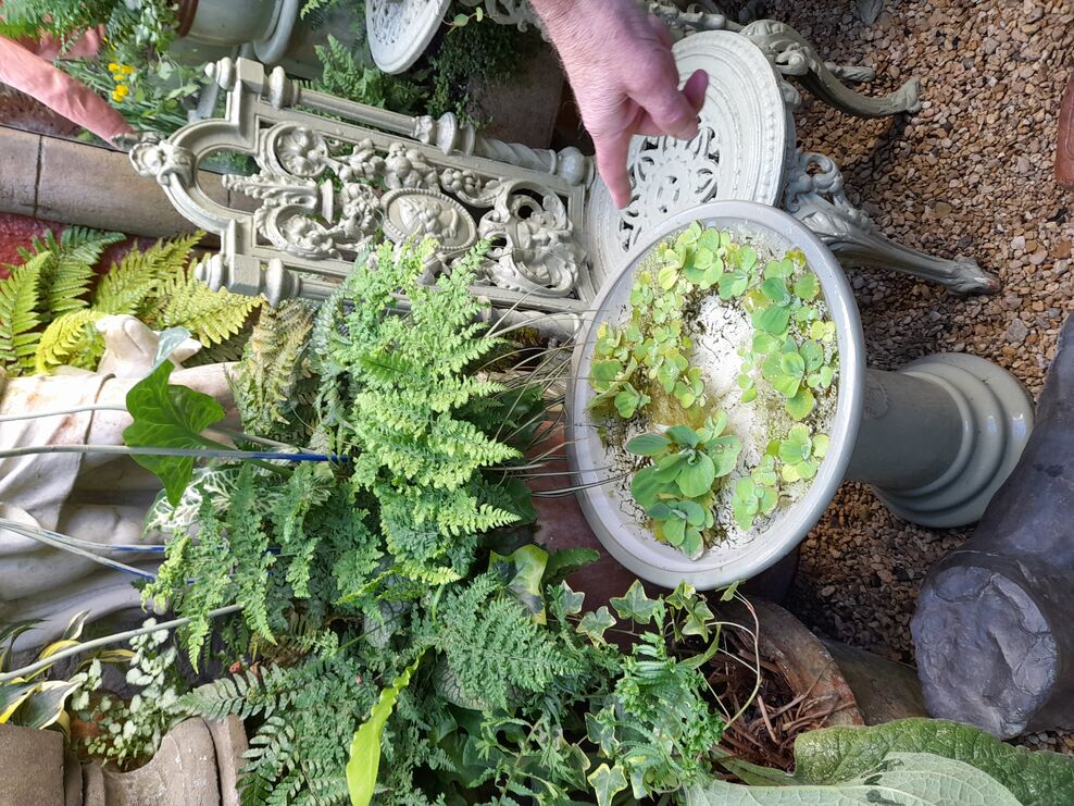 Team Wilder BS5 Garden St George in Bloom | Avon Wildlife Trust