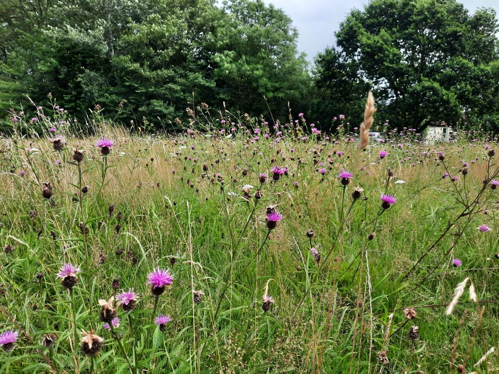Team Wilder Community Wildflower Meadows | Avon Wildlife Trust