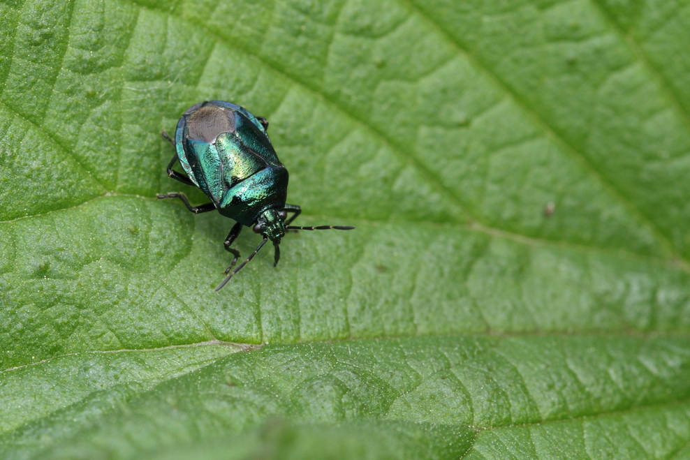 Bristol Wildlife Facebook Groups | Avon Wildlife Trust