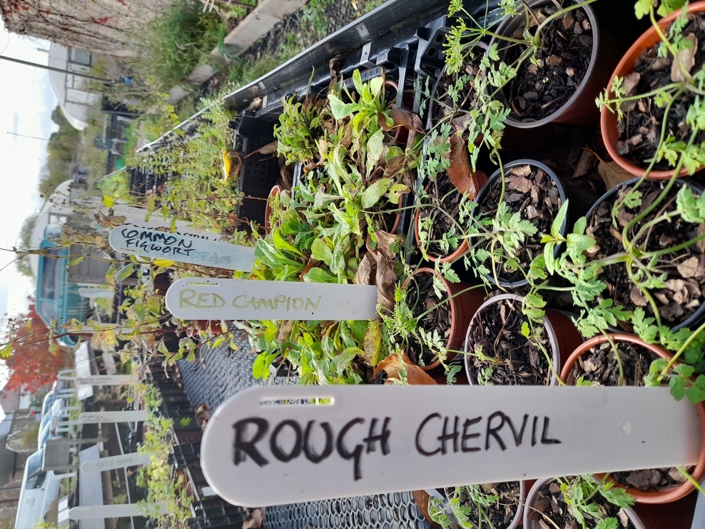 Team Wilder Wildflowers in Partial Shade | Avon Wildlife Trust