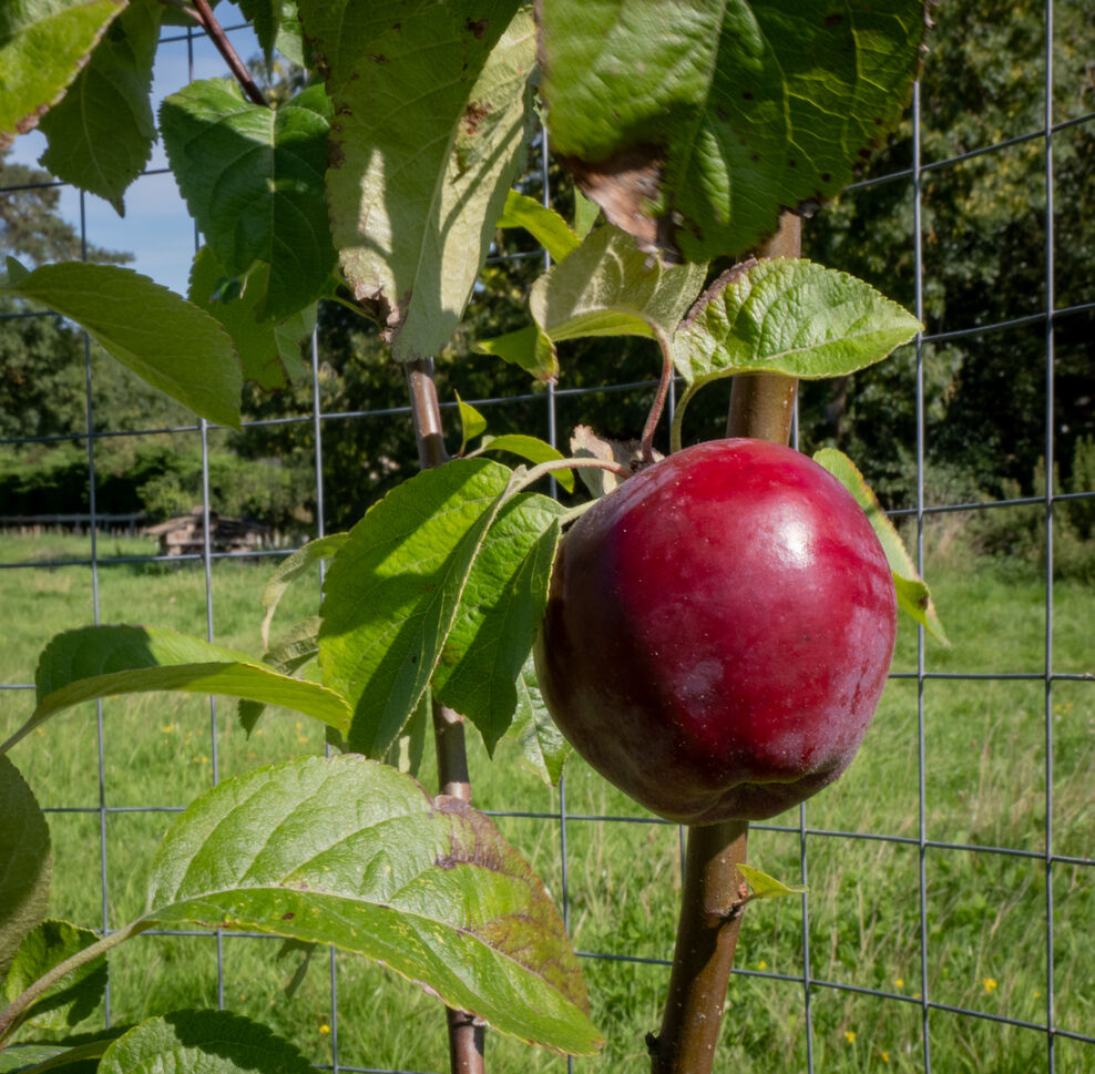 Team Wilder Pollinators | Avon Wildlife Trust
