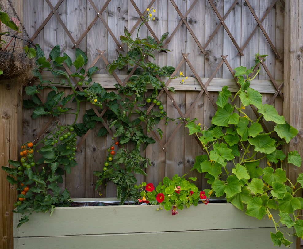 Team Wilder food growing Rebecca Scutt's garden in Bath | Avon Wildlife ...