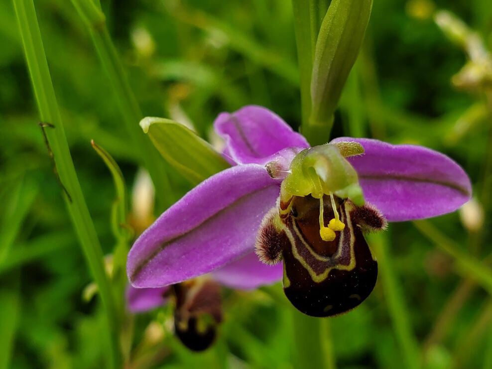 Hengrove Mounds and Hawkfield Meadow | Avon Wildlife Trust