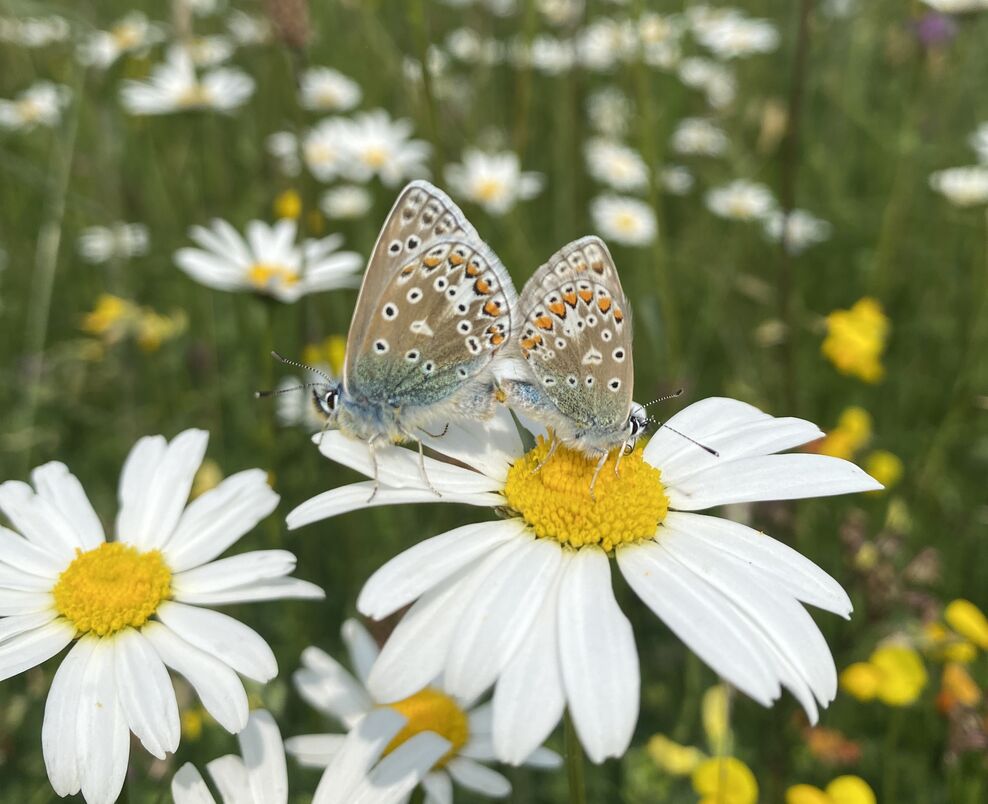 Hengrove Mounds and Hawkfield Meadow | Avon Wildlife Trust