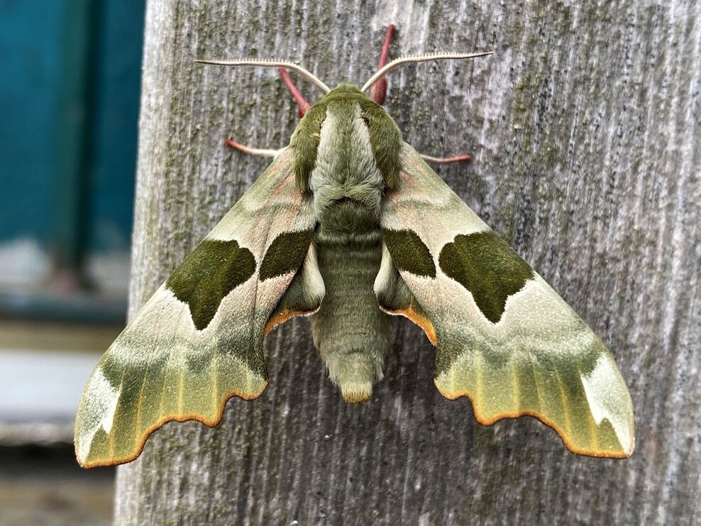 My Wild City Discoveries & Stories | Avon Wildlife Trust