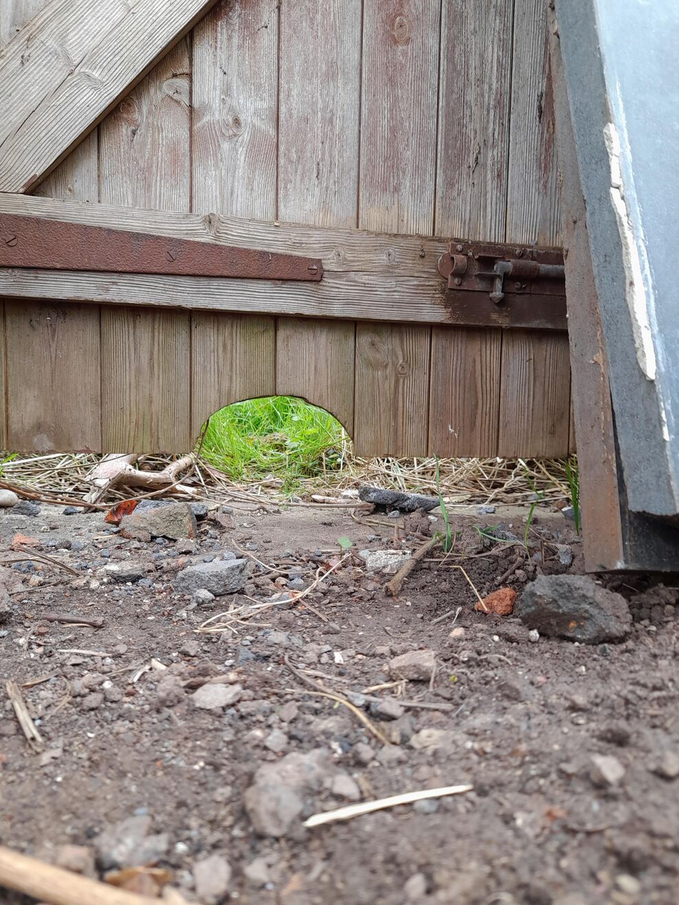 Team Wilder hedgehogs | Avon Wildlife Trust